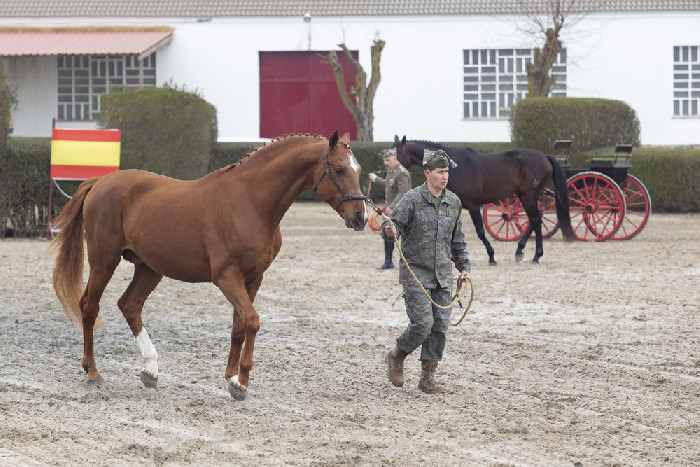 Cría Caballar :: AsociacióndeAmigosdelaAcademiadeCaballería